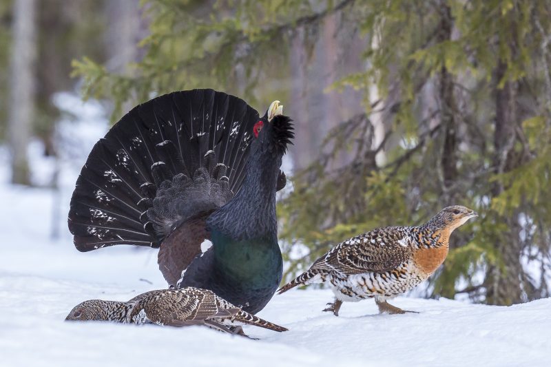 Photo hides – Kuusamo Nature Photography
